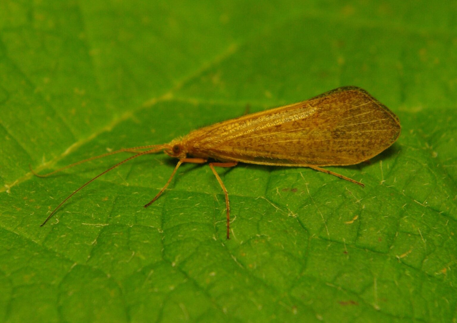 Macro of the Month: Northern caddisflies | MNTU