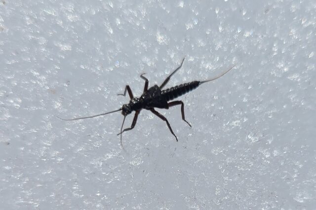 Macro of the month: tiny winter black stonefly | MNTU